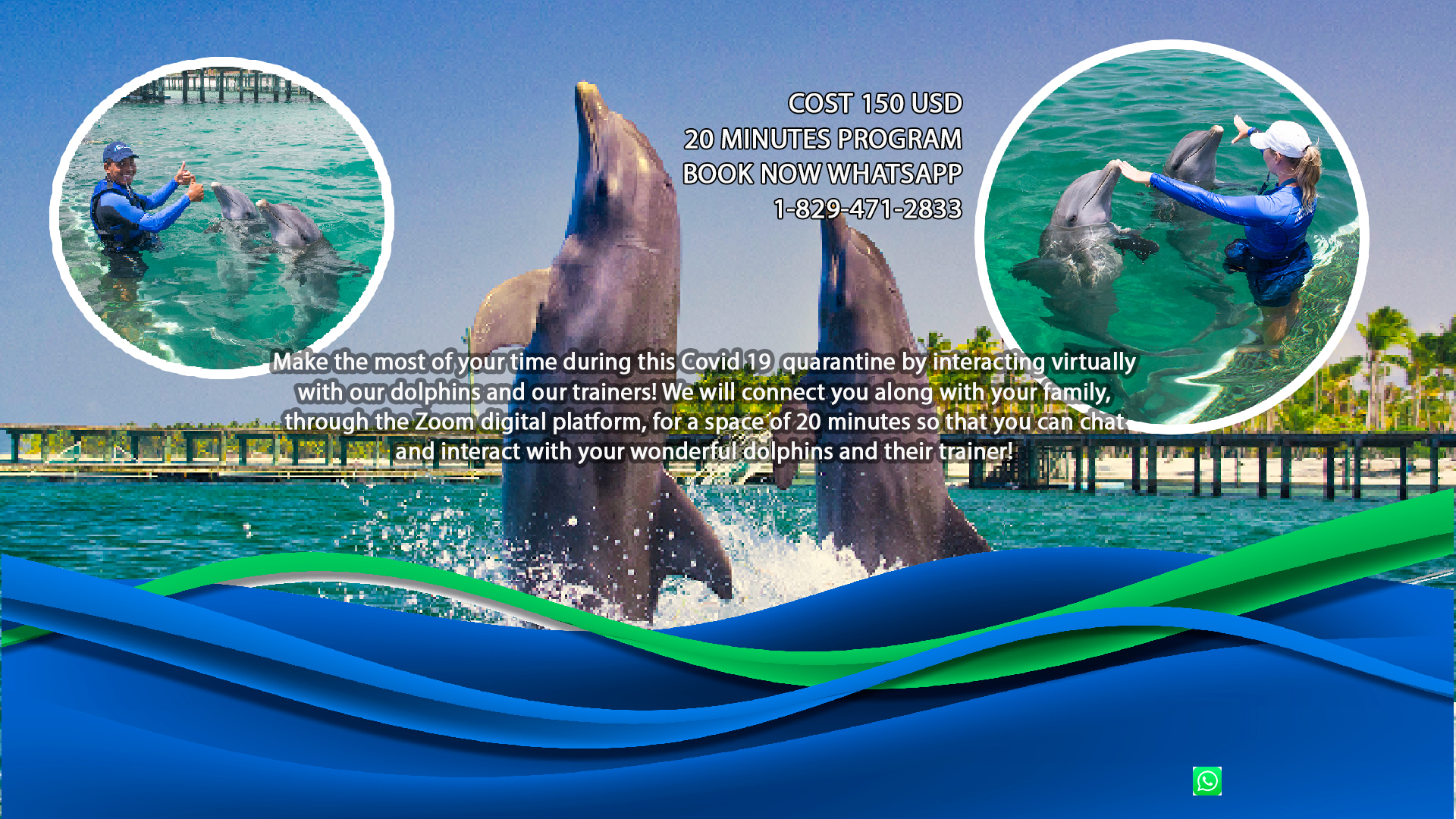 Dolphin Explorer - Explore and discover the impulse of nature!